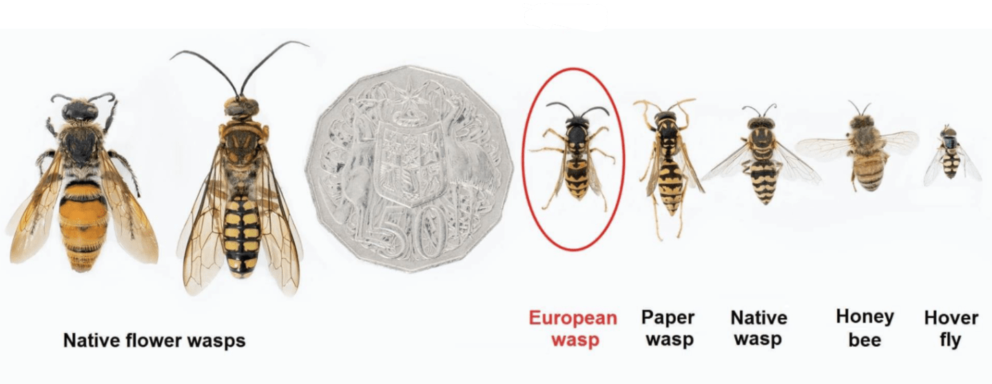 European wasps - pest control | health.vic.gov.au